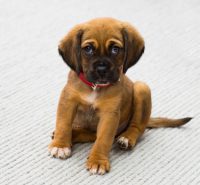 Dog Identichip - Thrums Vets